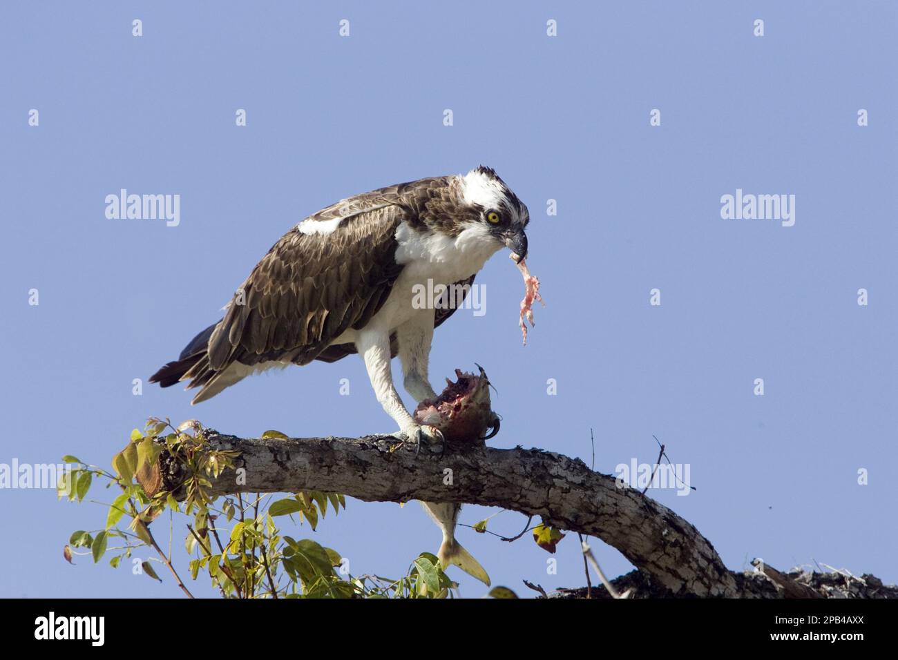 Osprey, eagle, birds of prey, animals, birds, Osprey, Pandion haliaetus ...