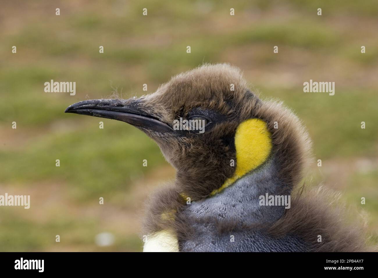 Patagonica, king penguin (Aptenodytes patagonicus), great penguins ...