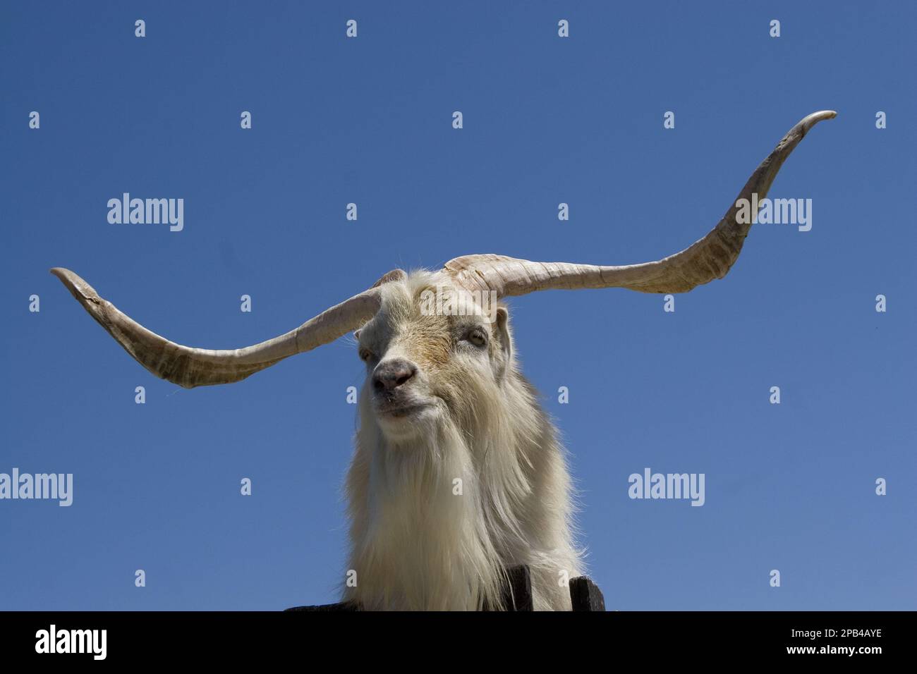 Male small-eared goat shows a wide spread of horn Stock Photo - Alamy
