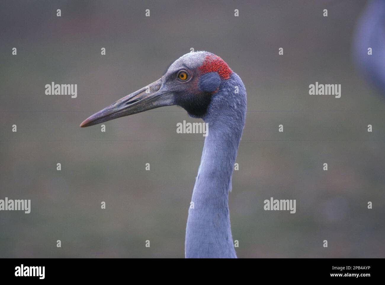 Grus rubicundus, Brolga Crane, Australian Crane, Brolga Cranes, Australian Cranes, Crane, Birds ...