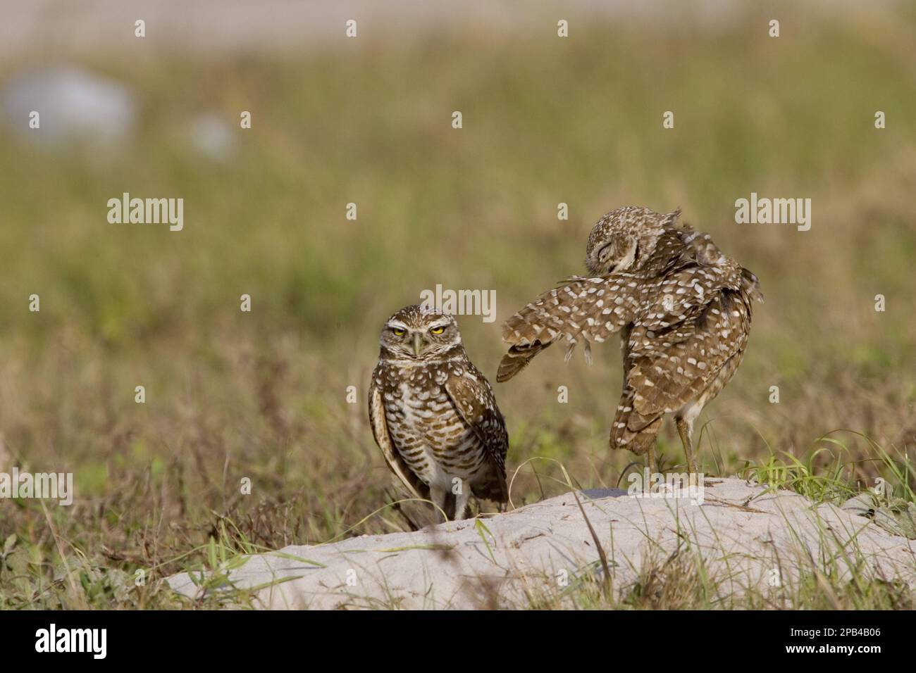 Burrowing Owls (Athene cunicularia), wing, stretching Stock Photo - Alamy