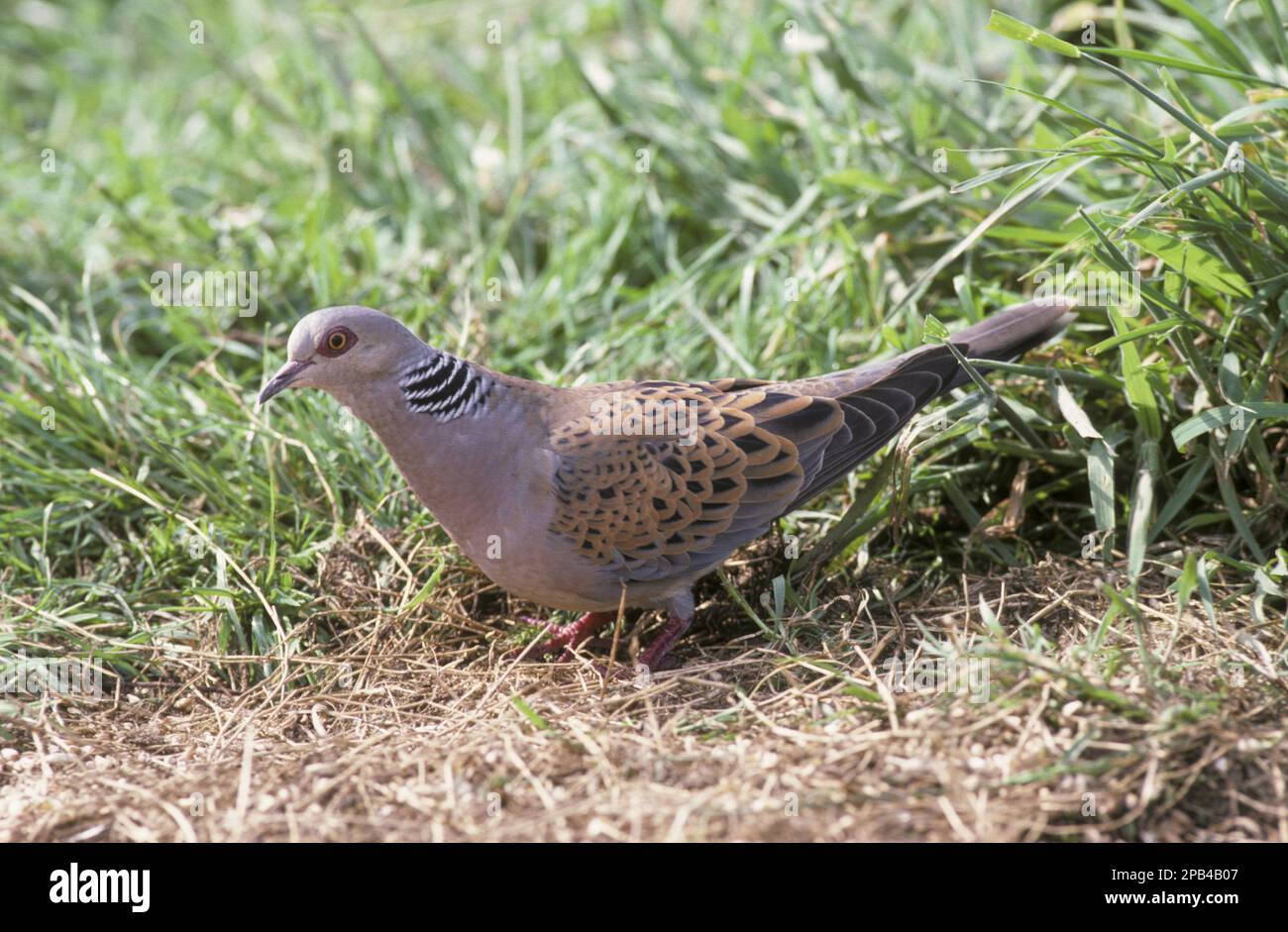 Turtle Dove (Streptopelia turtur Stock Photo - Alamy