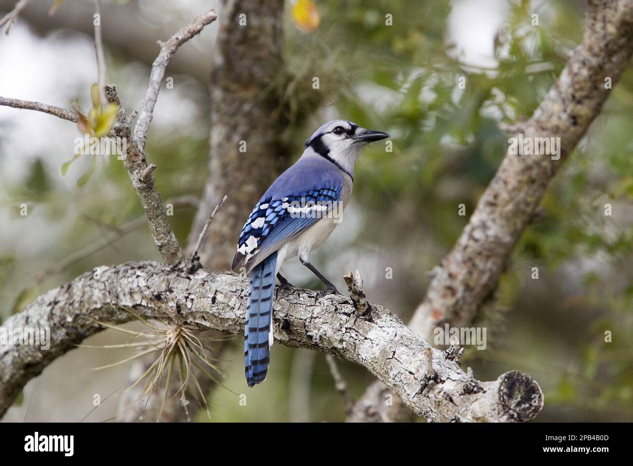 Blue jay (cyanocitta cristata), blue jay, corvids, songbirds, animals ...