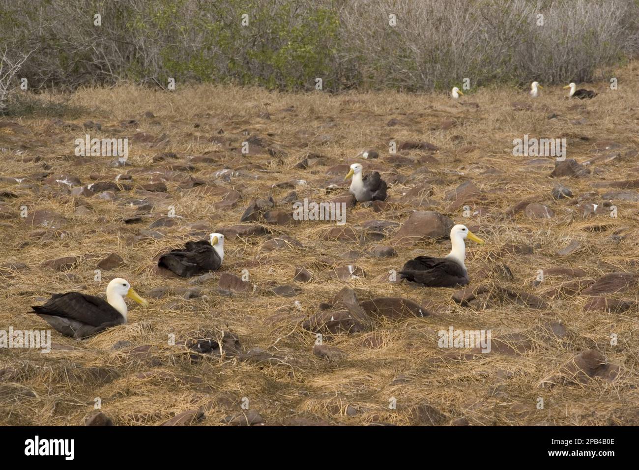 Waved albatrosses nesting on Espanola Island, Galapagos Stock Photo - Alamy