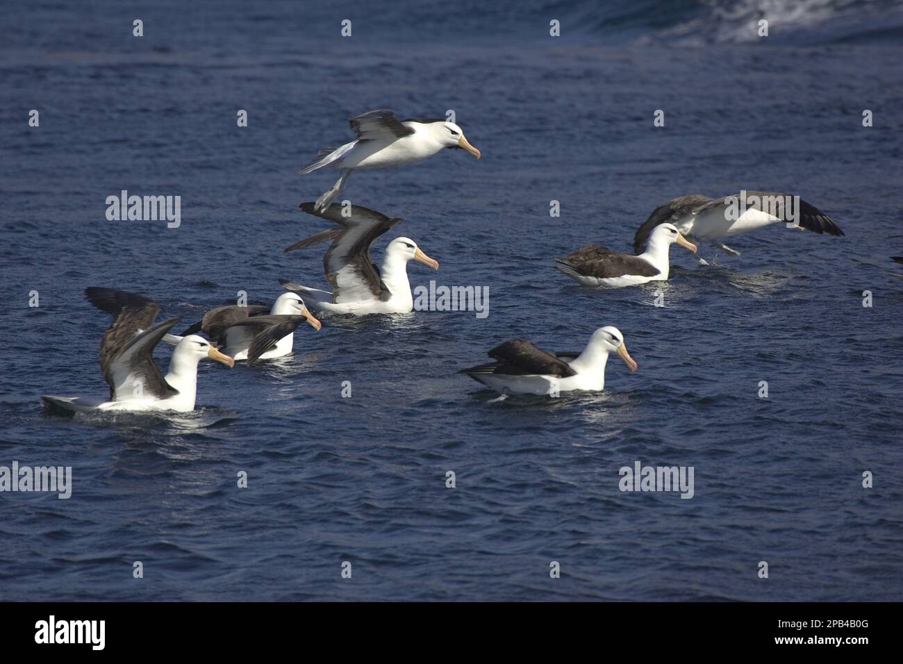 Black-browed albatross, Diomedea melanophris, shoal fishing off West ...