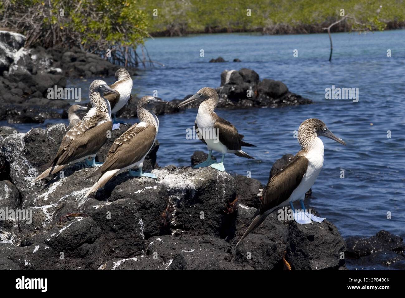 Blue-footed boobies, Ruddy-footed boobies, Animals, Birds, Group of ...