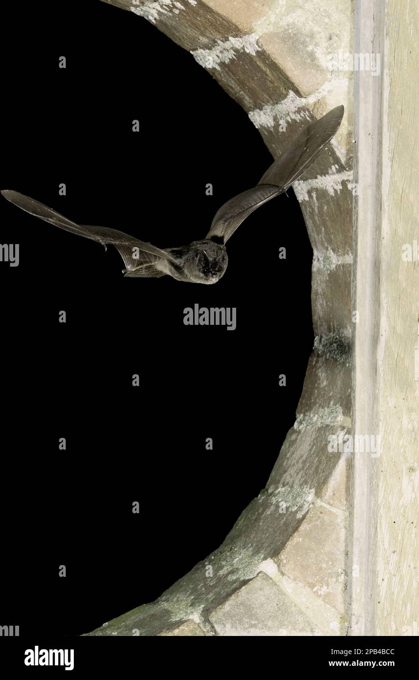 Western barbastelle (Barbastella barbastellus), Western pug bats, Bats ...