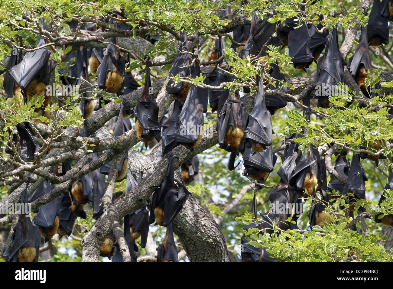 Indian flying fox (Pteropus giganteus), Indian Giant Flying Fox, flying ...