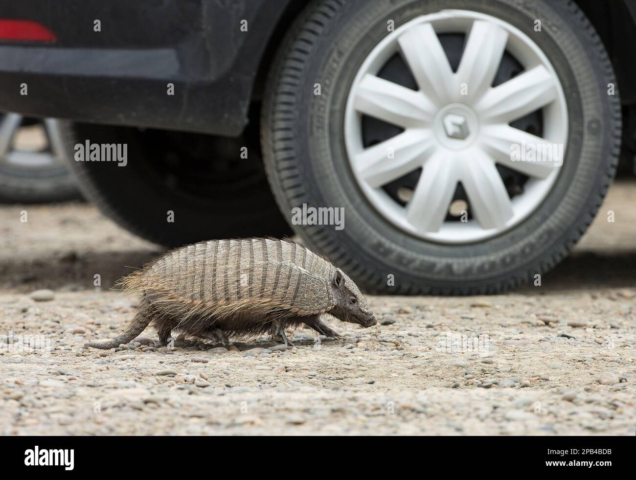 Brown Shaggy Armadillo, Brown Bristled Armadillo, Brown Shaggy ...