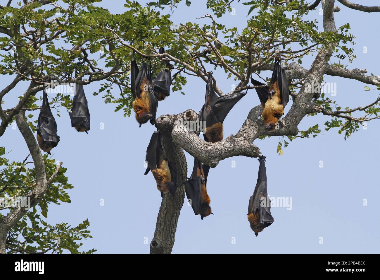 Indian flying fox (Pteropus giganteus), Indian Giant Flying Fox, flying ...