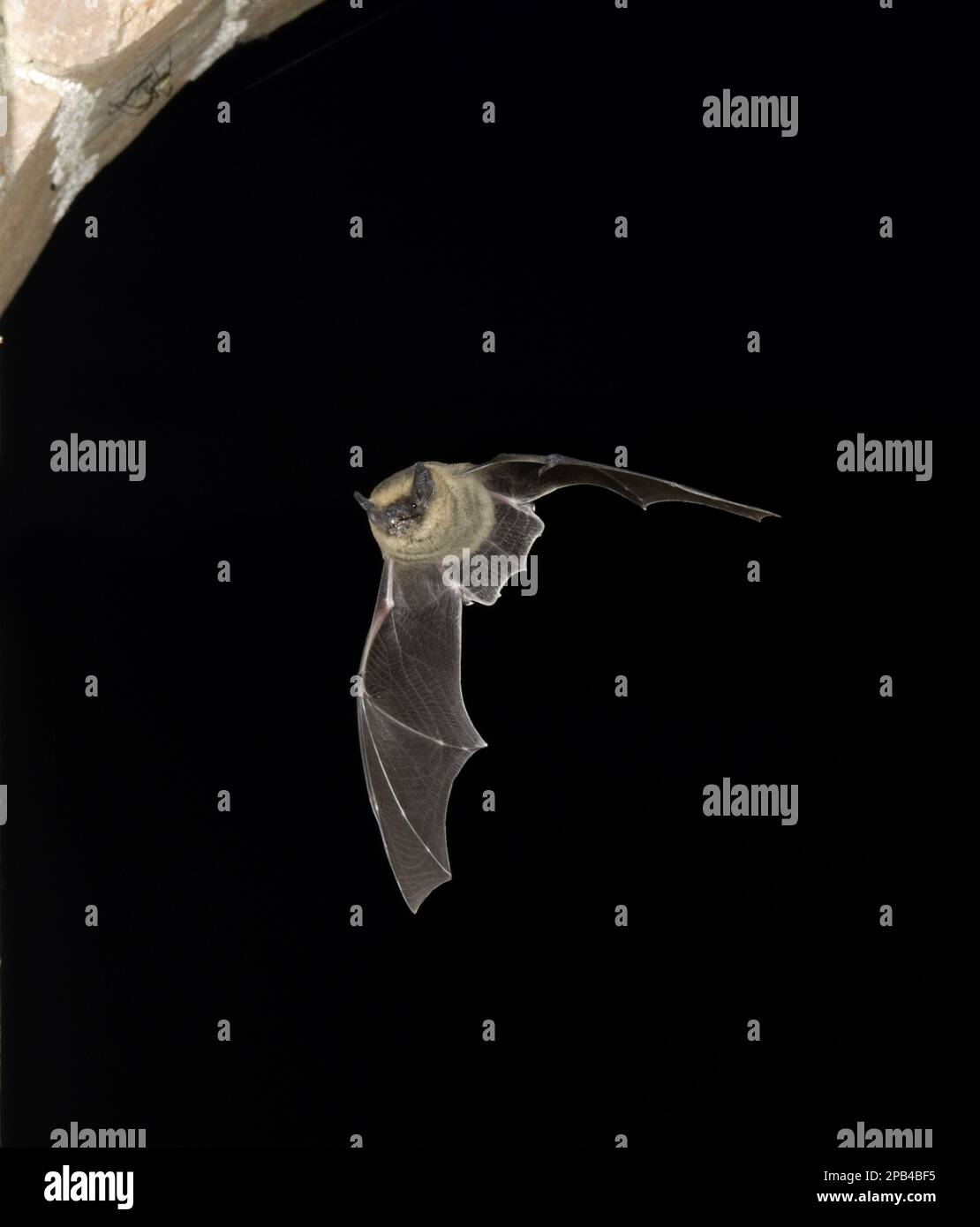 Kuhl's pipistrelle (Pipistrellus kuhlii), white-rimmed bat, white ...