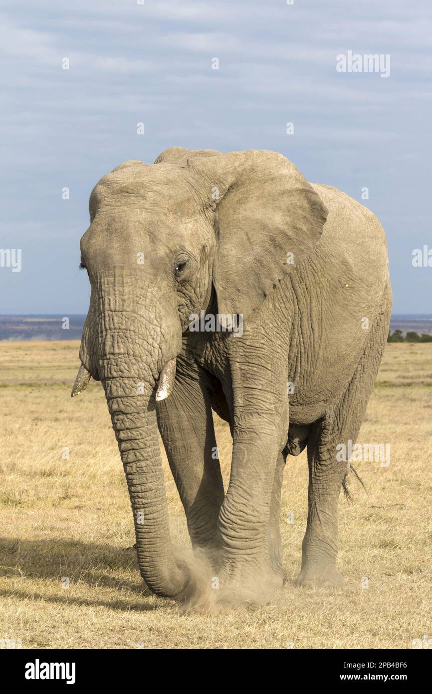 African elephant (Loxodonta africana) elephant, elephants, mammals ...