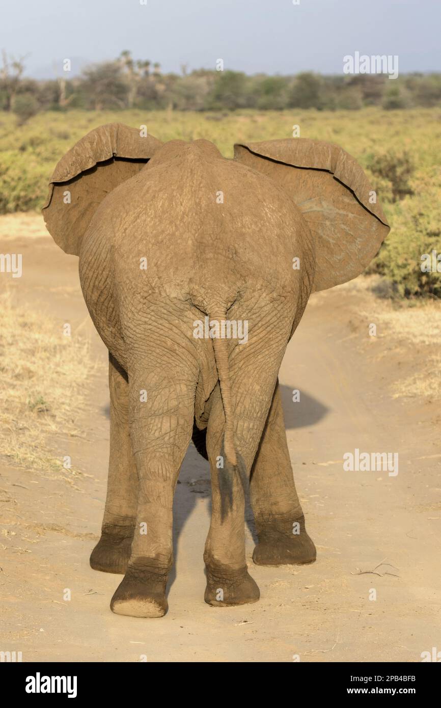 African elephant (Loxodonta africana) elephant, elephants, mammals ...