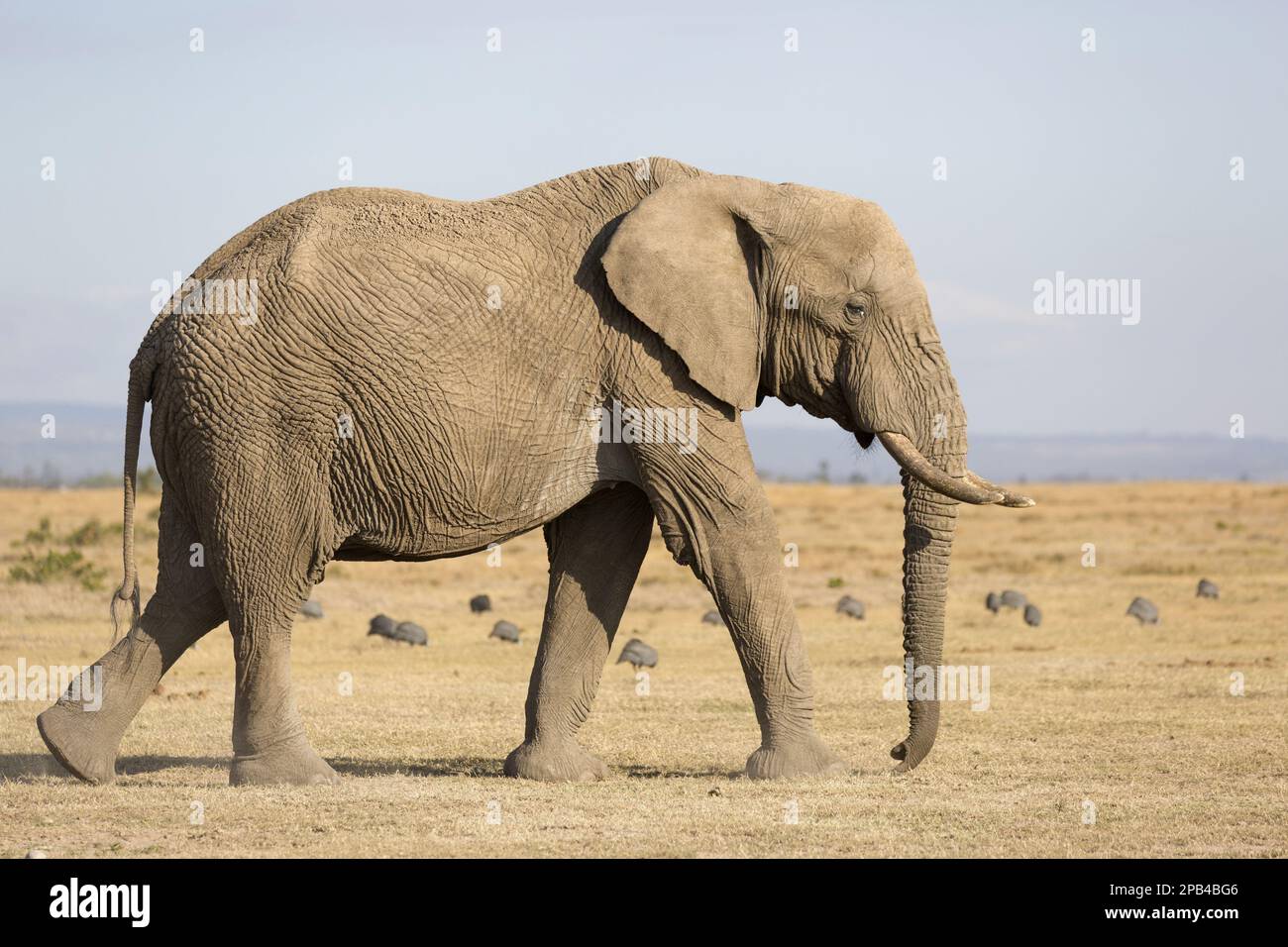 African elephant (Loxodonta africana) elephant, elephants, mammals ...