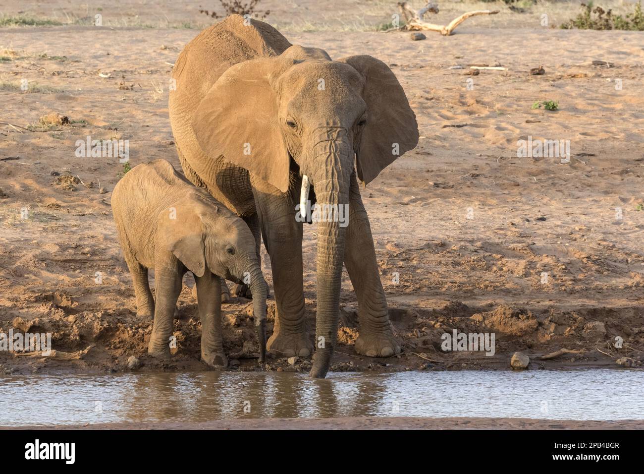 African elephant (Loxodonta africana) elephants, elephants, mammals ...