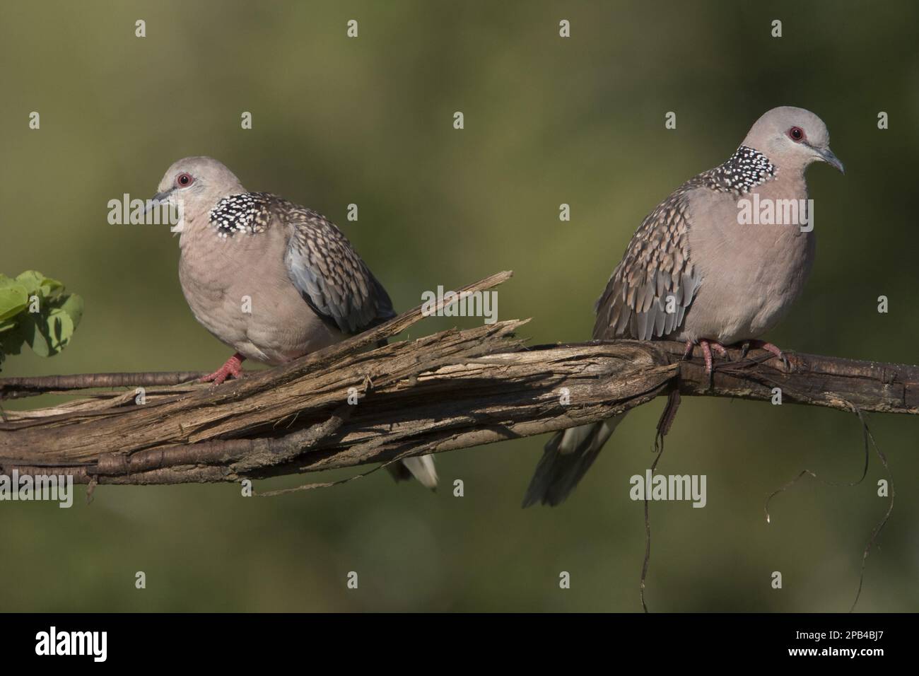 Ceylonensis, Streptopelia, Pearl-Necked Dove, Tiger-Necked Dove ...