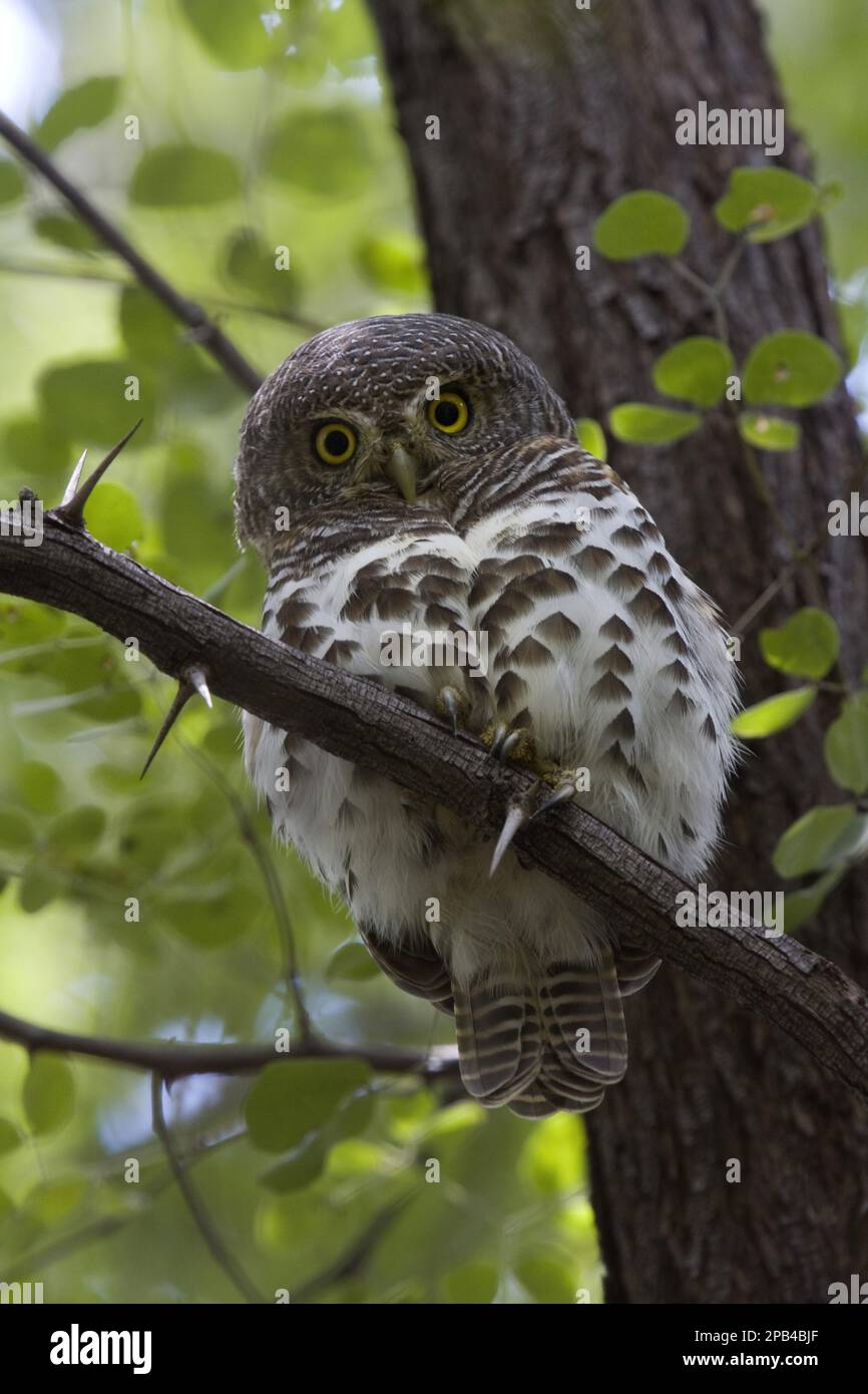 African barred owlet (Glaucidium capense), Cape Barred Owls, Owls ...