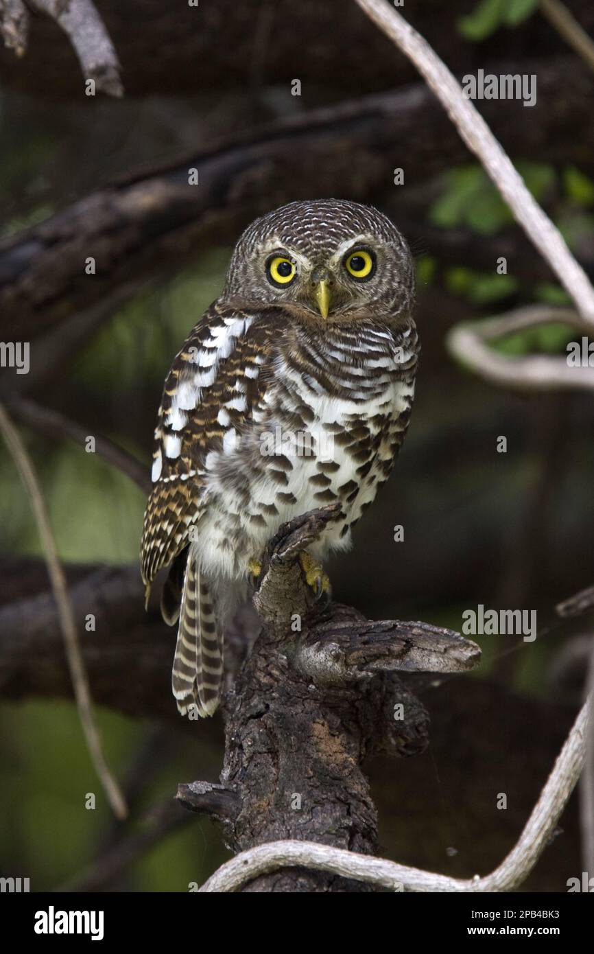 African barred owlet (Glaucidium capense), Cape Barred Owls, Owls, Animals, Birds, Owls, Barred ...