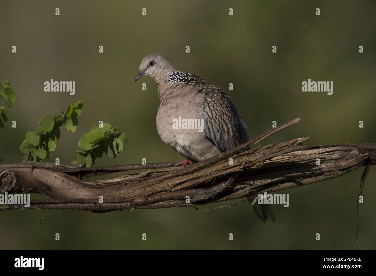 Ceylonensis, Streptopelia, Pearl-Necked Dove, Tiger-Necked Dove ...