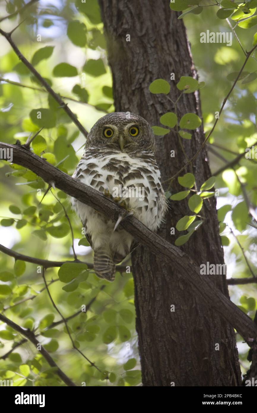 African barred owlet (Glaucidium capense), Cape Barred Owls, Owls ...