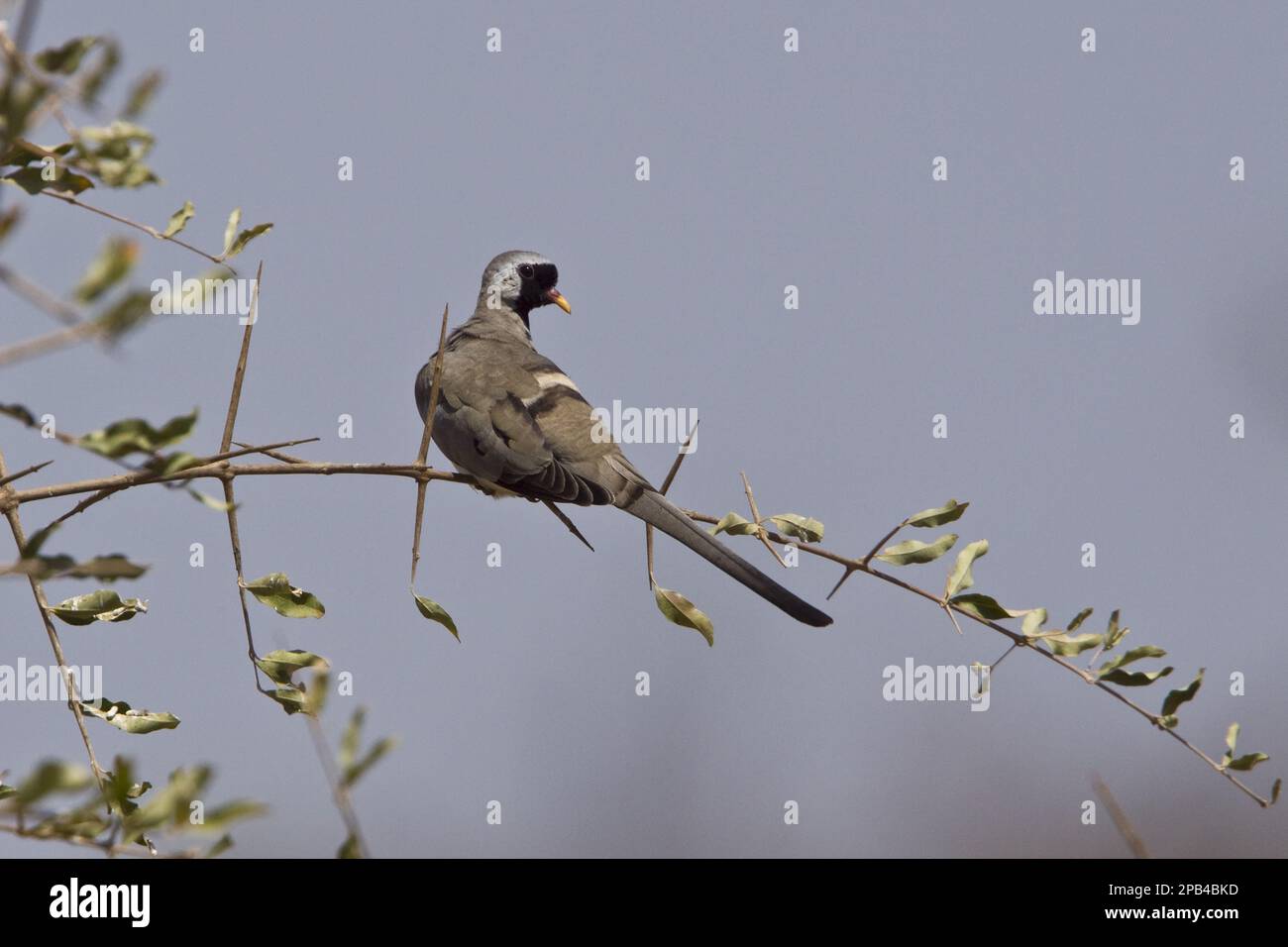 Namaqua pigeon hi-res stock photography and images - Alamy