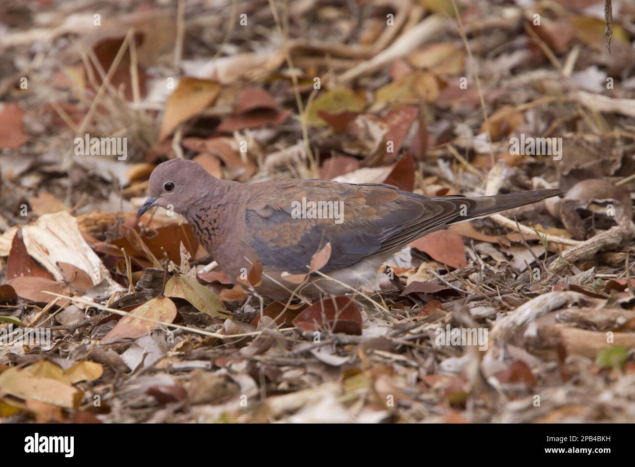 Palm Dove, Palm Doves, Senegal Dove, laughing doves (Streptopelia ...