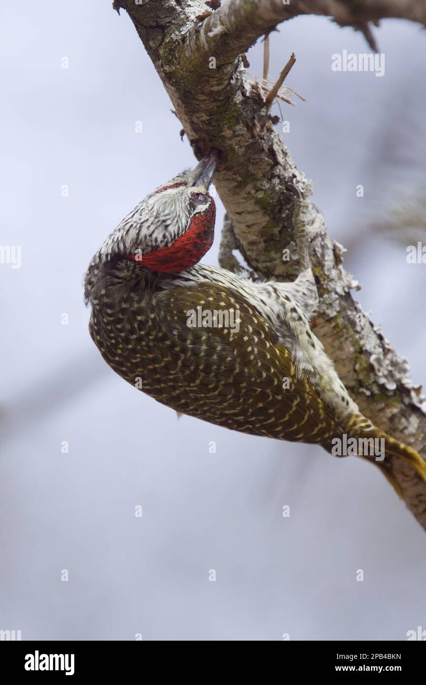 Golden-tailed woodpecker (Campethera abingoni), Golden-tailed ...