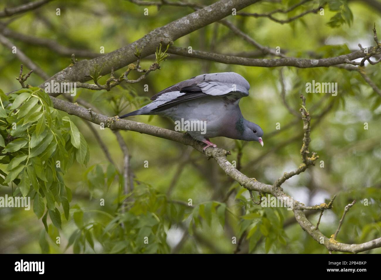 Stock Dove, Stock Doves, Pigeons, Animals, Birds, Stick Dove wing ...