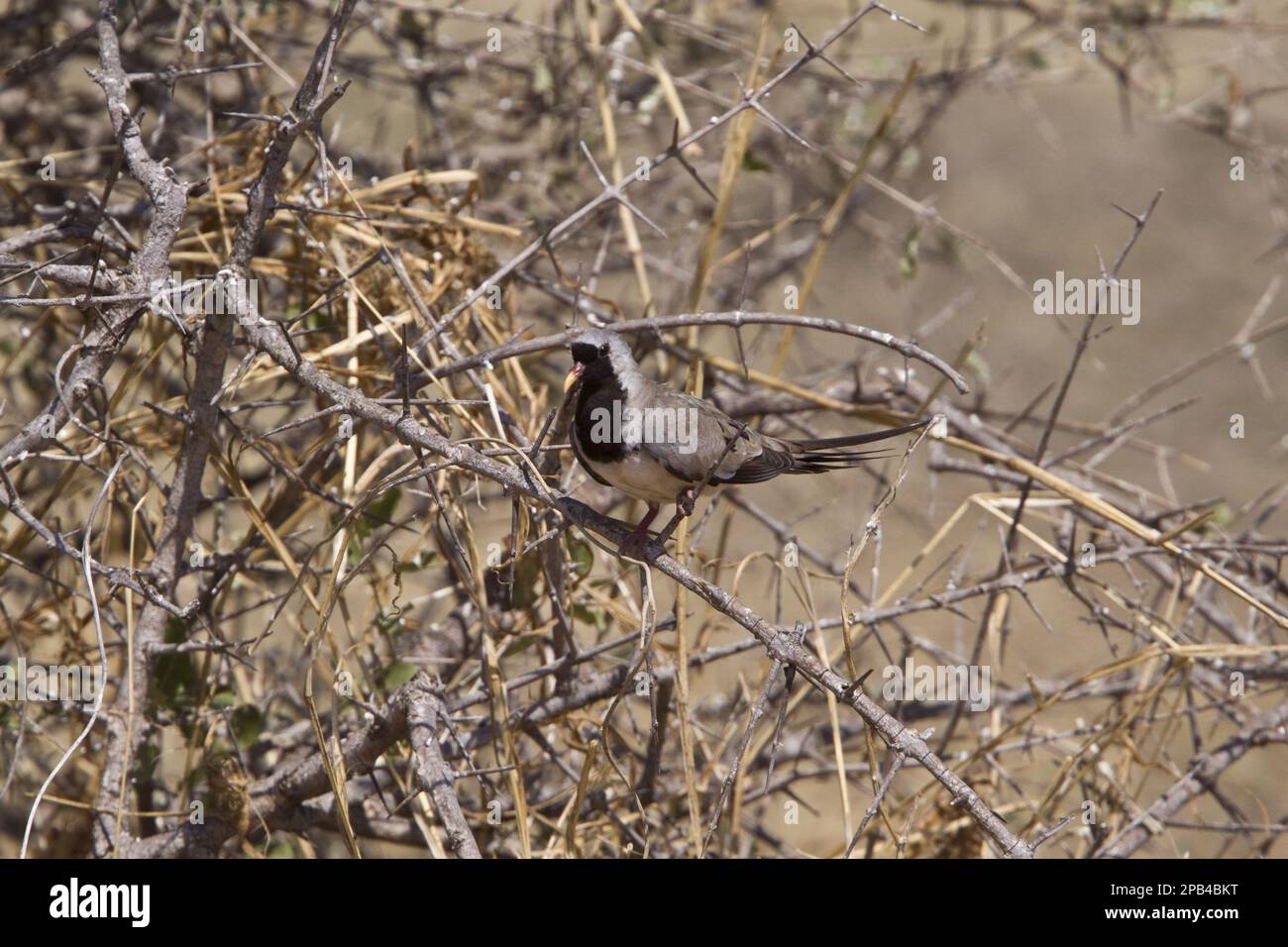 Namaqua dove (Oena capensis), Cape Pigeon, Pigeons, Animals, Birds ...