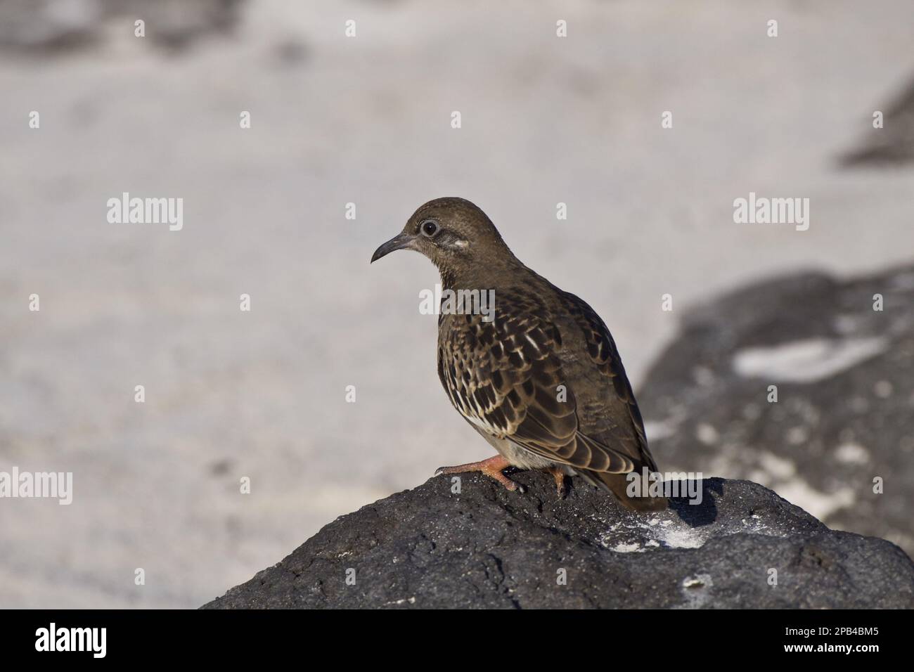 Galápagos dove (Zenaida galapagoensis), Galapagos Doves, Pigeons ...