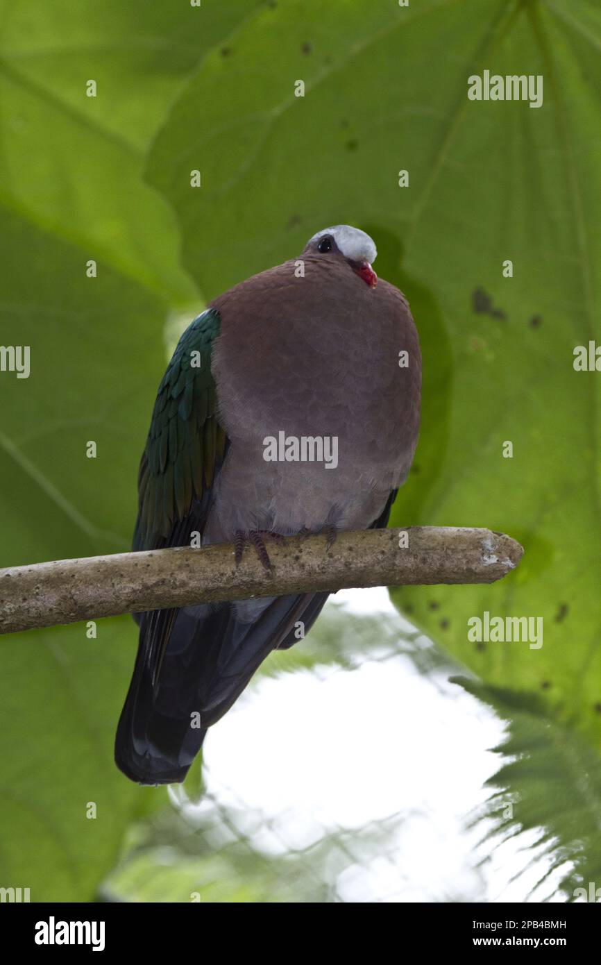 Common emerald dove (Chalcophaps indica), Glossy Dove, Emerald Dove ...