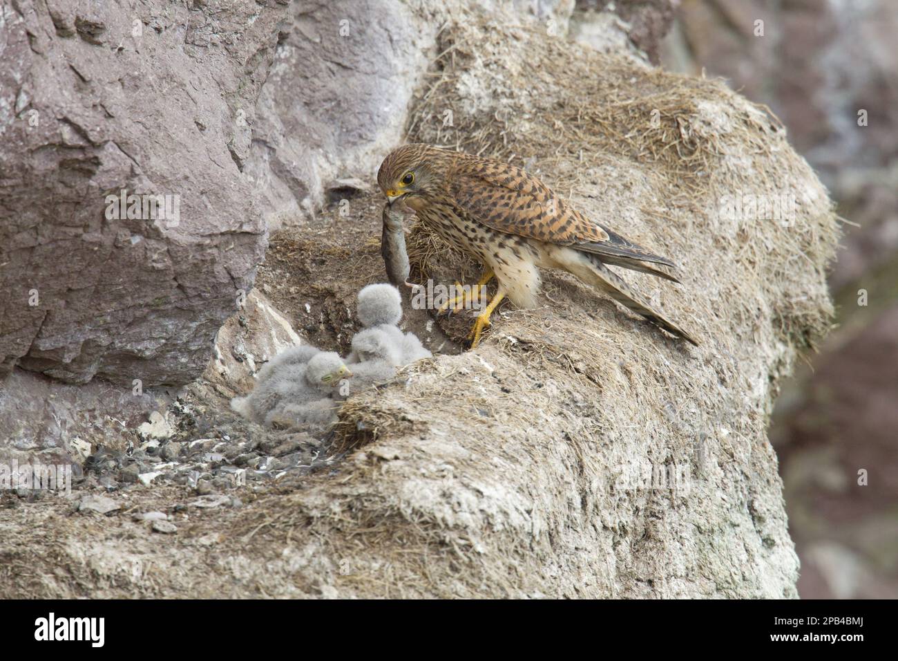 Common common kestrel (Falco tinnunculus), adult female, with shrew ...