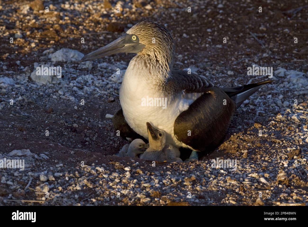Blue-footed booby (Sula nebouxii), Ruddy-footed booby, Animals, Birds ...