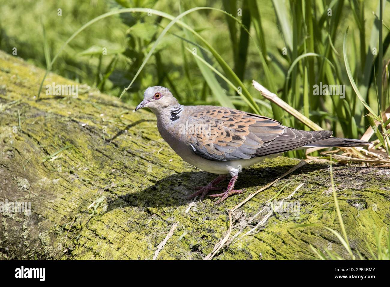 Turtle Dove, turtle doves, Pigeons, Animals, Birds, European Turtle ...