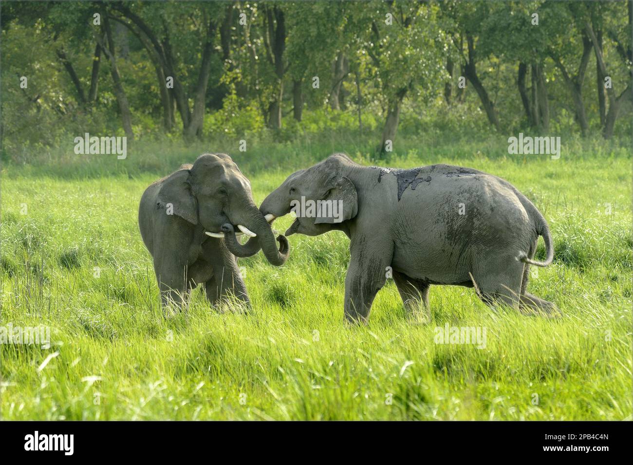Indian elephant, indian elephants (Elephas maximus indicus), elephants ...