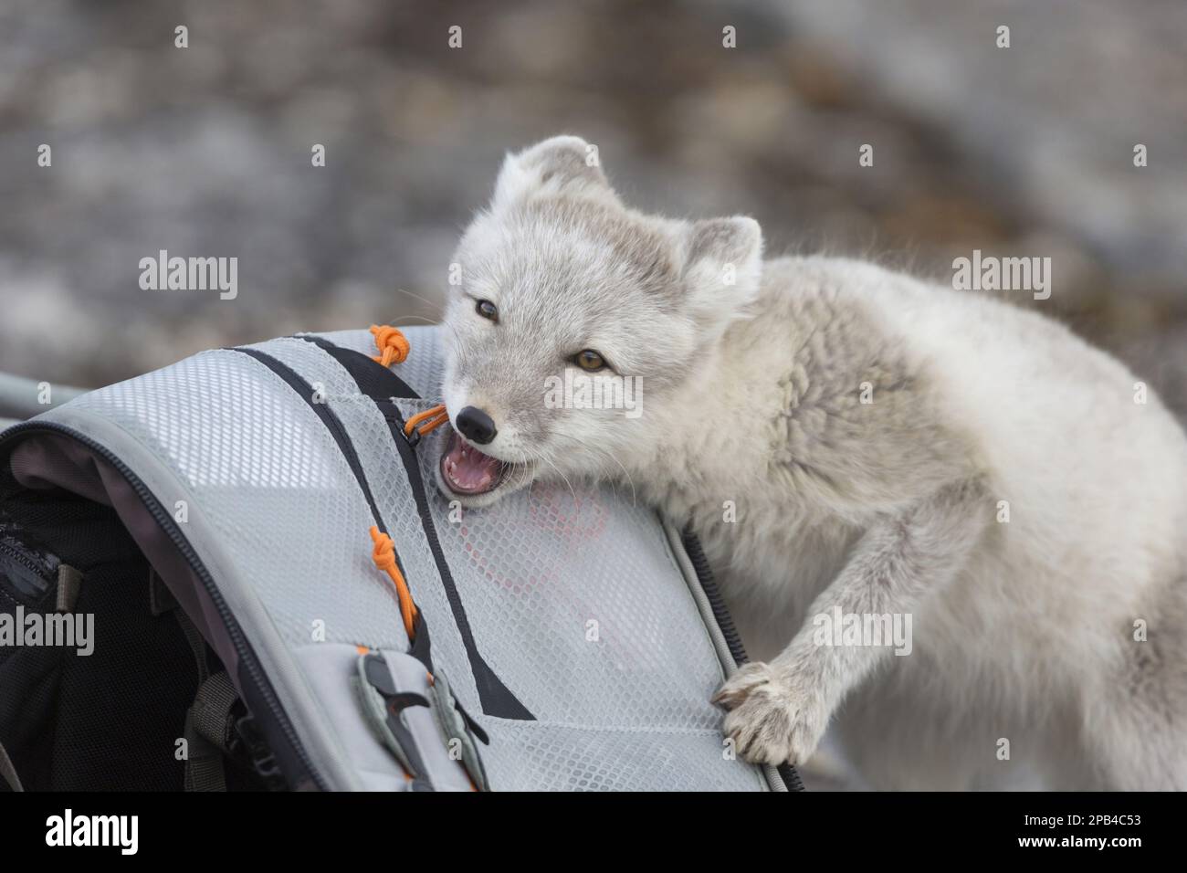 Arctic foxes (Alopex lagopus), Ice Foxes, Snow Foxes, White Foxes, Fox ...