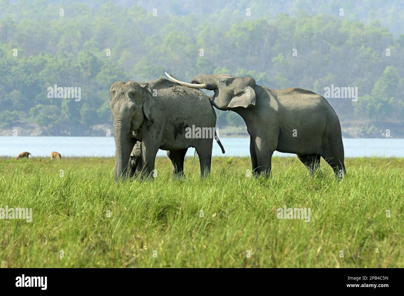 Asian indian elephant (Elephas maximus indicus), adult male, female and ...