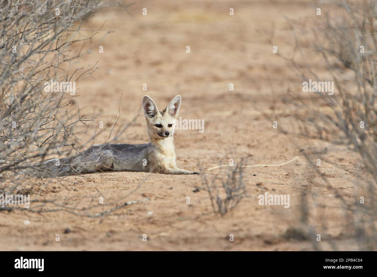 Cape Fox, Cama Fox, Silverback Fox, Cape Foxes (Vulpes chama), cape ...