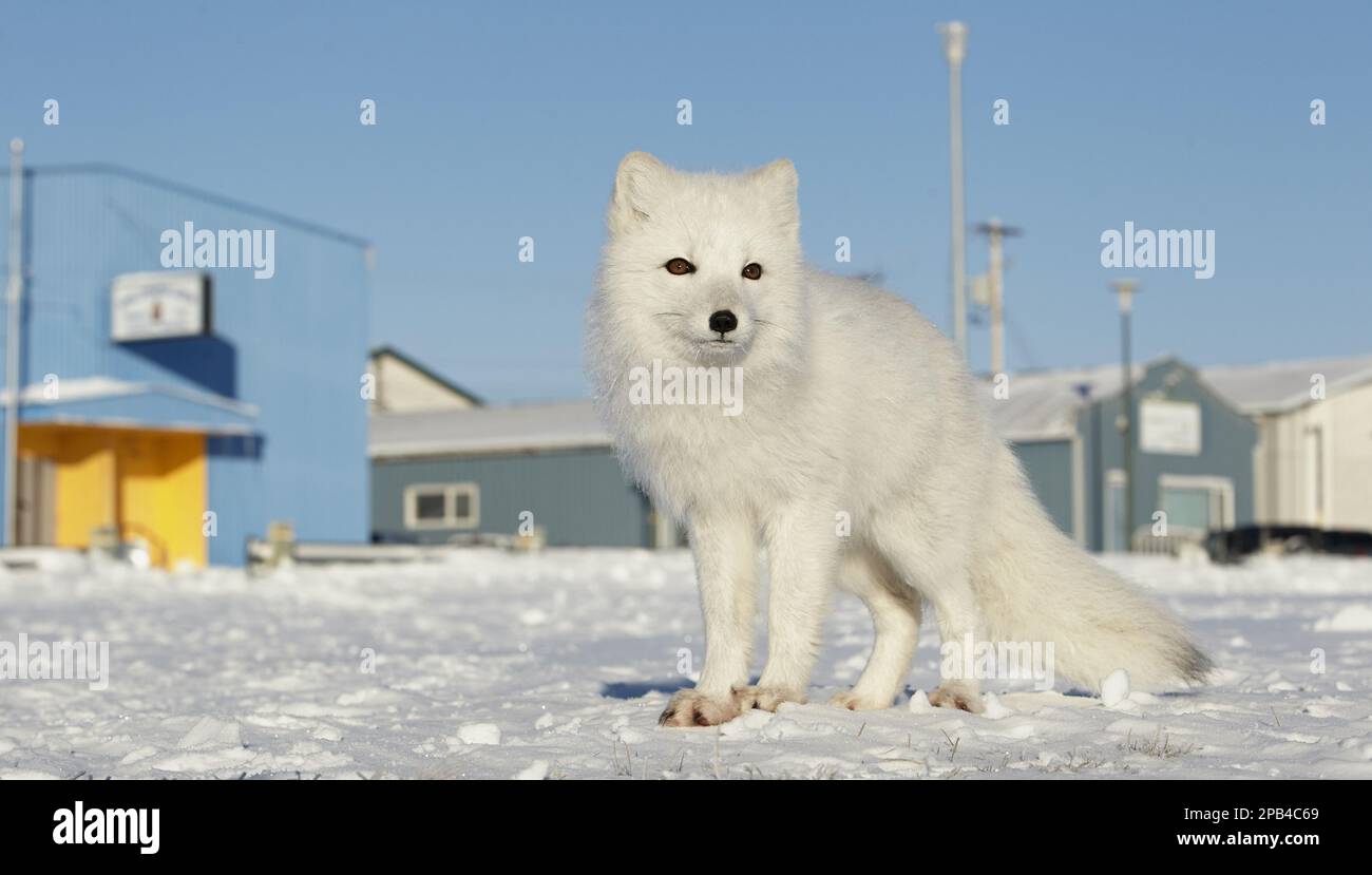Arctic foxes (Alopex lagopus), Ice Foxes, Snow Foxes, White Foxes, Fox ...