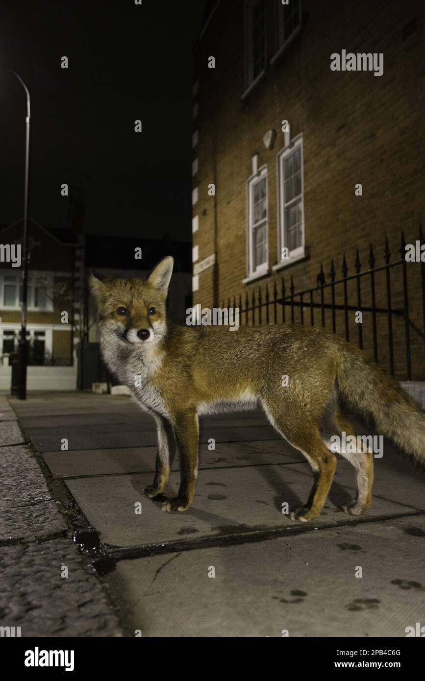 European Red Fox (Vulpes vulpes) immature, standing on street pavement ...