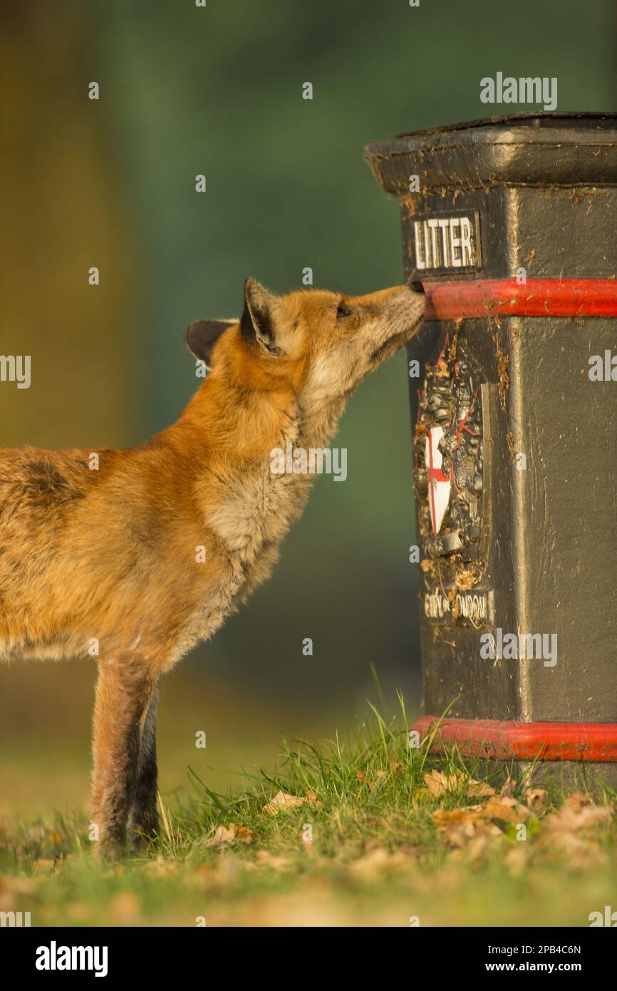 European Red Fox (Vulpes vulpes) adult, sniffing 'City of London ...