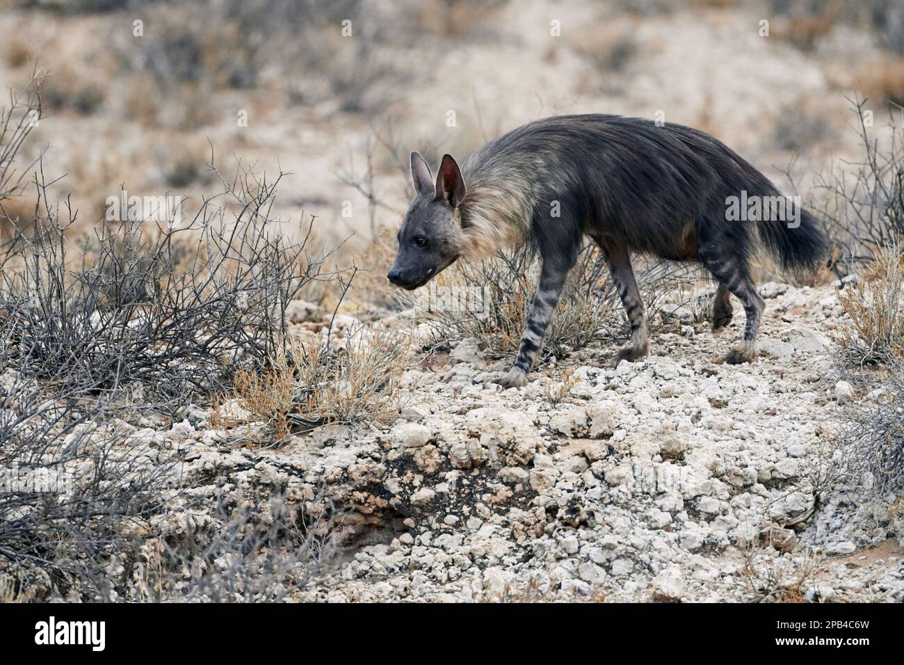 Brown hyenas (Parahyaena brunnea), Hyena, Hyenas, Canines, Predators ...