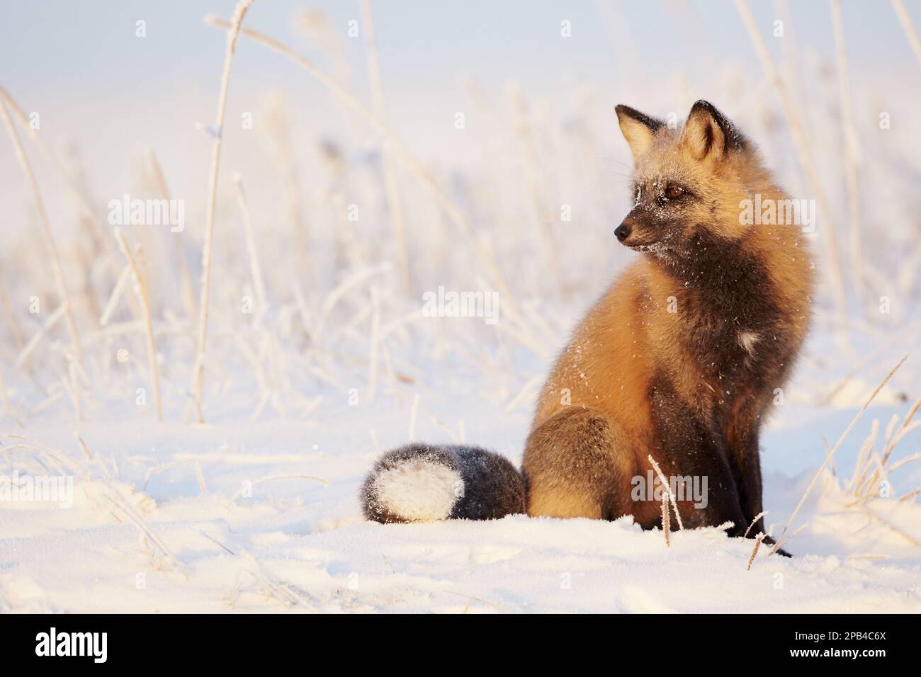 American red fox (Vulpes vulpes fulva), American red foxes, fox, foxes ...
