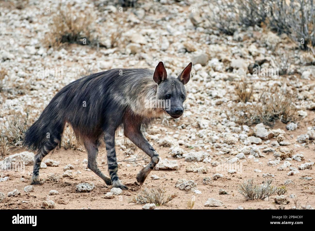 Brown hyenas (Parahyaena brunnea), Hyena, Hyenas, Canines, Predators ...