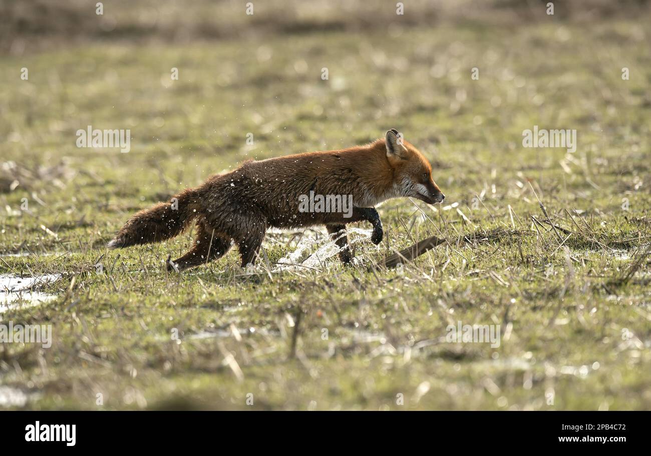 European Red Fox (Vulpes vulpes) adult, caught on coastal marshland at ...