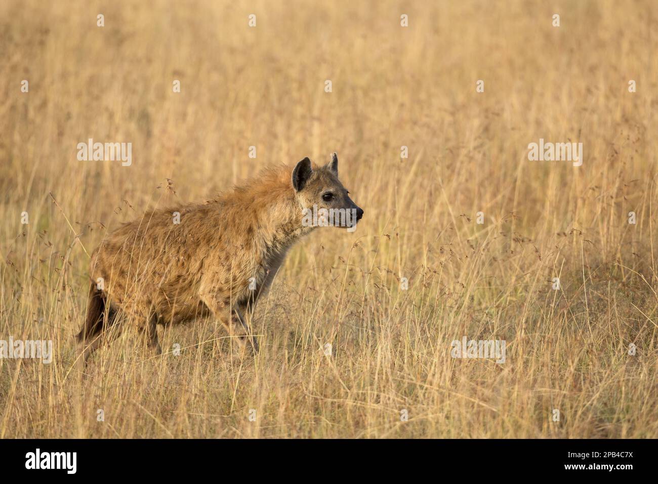 Spotted Hyena, spotted hyenas (Crocuta crocuta), Hyena, Hyenas, Canines ...