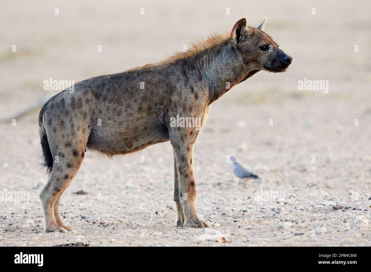 Spotted Hyena, spotted hyenas (Crocuta crocuta), Hyena, Hyenas, Canines ...