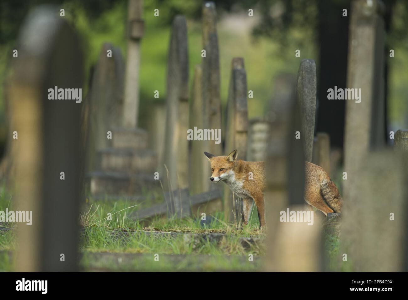 European Red Fox (Vulpes vulpes) adult, standing amongst headstones in ...