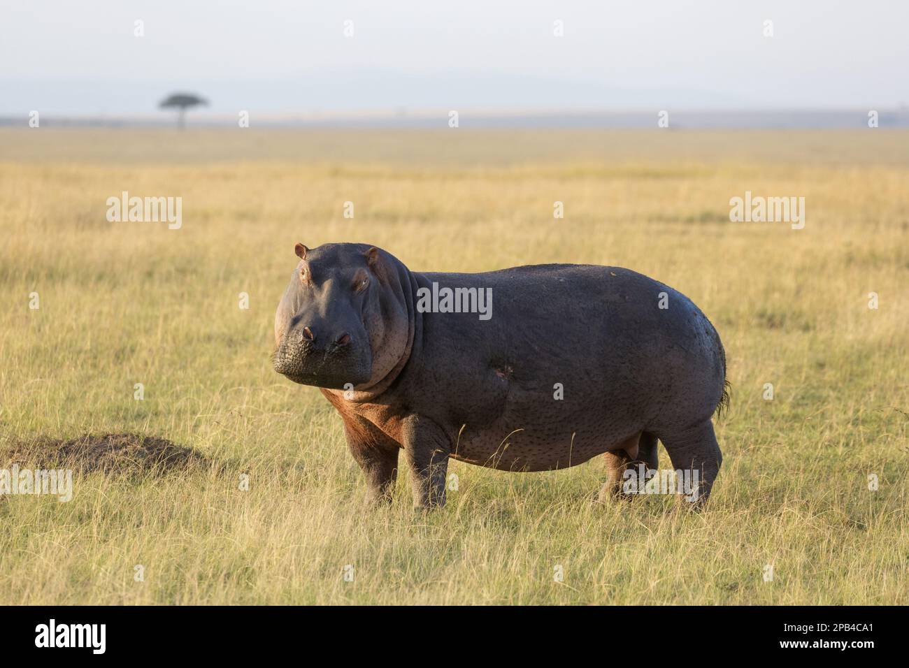 Hippopotamus (Hippopotamus amphibius), hippopotamus, hippos, ungulates ...