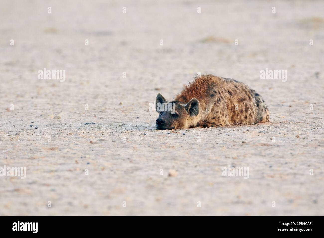 Spotted Hyena, spotted hyenas (Crocuta crocuta), Hyena, Hyenas, Canines ...